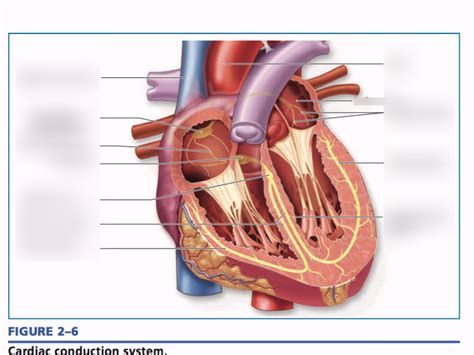 Chapter Cardiac Conduction System Diagram Quizlet