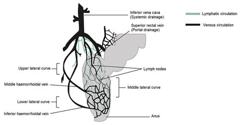 Thermosensitive Gelling Rectal Systems Encyclopedia MDPI