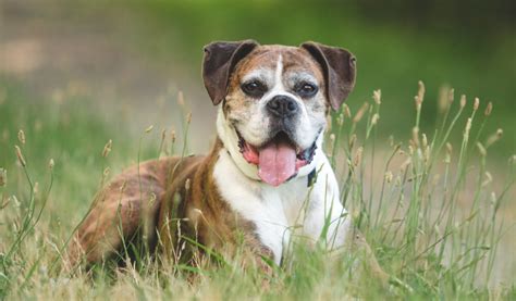 Quelle Gamme De Croquettes Choisir Pour Un Chien Senior Jardiland