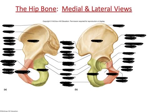 Bp Hip Bone Medial Lateral Views Diagram Quizlet