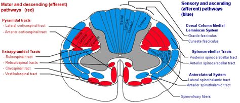 Motor Pathways Boundless Anatomy And Physiology