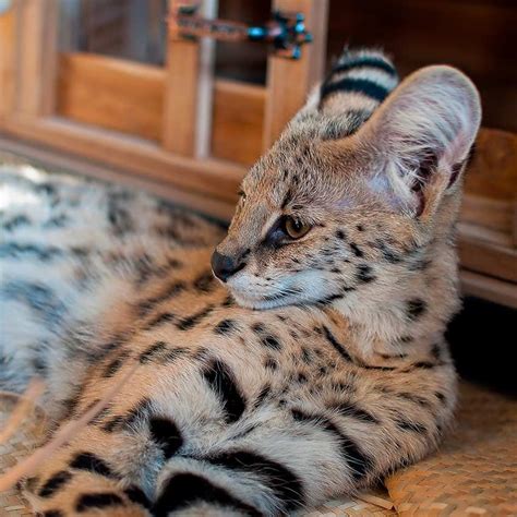 Estas son las razas de gato más codiciadas del mundo