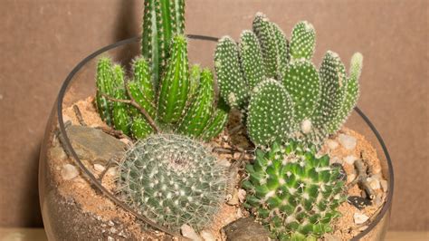 TODO Sobre Terrarios De Cactus Cactus Y Suculentas