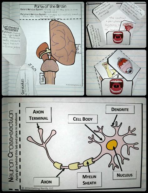 Neuron Worksheet Neuron Parts And Their Functions