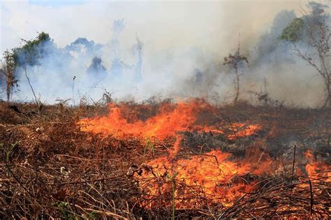 Cegah Kebakaran Lahan Gambut BRG Lanjutkan Bangun Sekat Kanal