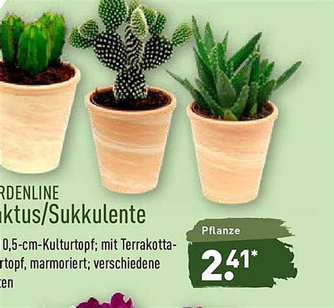 Gardenline Kaktus Sukkulente Angebot Bei ALDI Nord 1Prospekte De