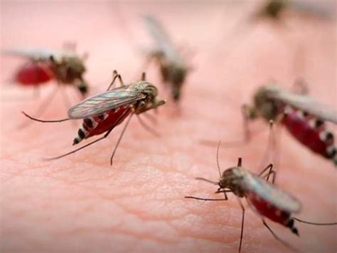 Hasta cuándo durará la invasión de mosquitos en AMBA según los