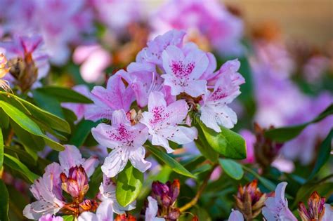 Flor Primaveral De Rododendros O Azalea Foto De Archivo Imagen De