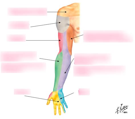 L3 Cutaneous Innervation Of Upper Limb Diagram Quizlet