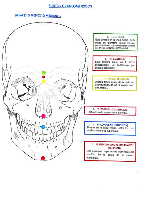 Puntos craneométricos Anatomía Humana II Studocu