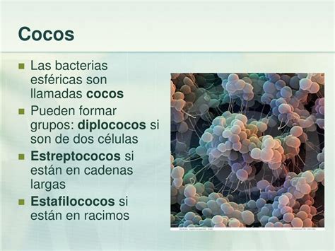 Que Son Los Cocos Bacterias Image To U