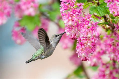 Best Plants To Attract Hummingbirds