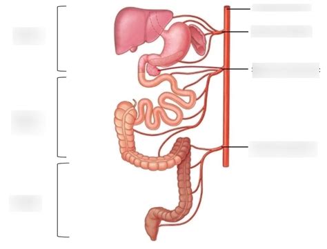 GI Embryology 1 Diagram Quizlet