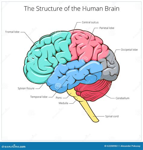 Estructura Del Vector Del Diagrama Esquem Tico Del Cerebro Humano