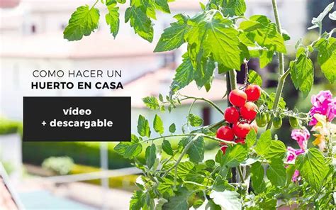 La mejor guía para principiantes para empezar a cultivar hortalizas