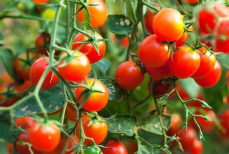 Como Plantar Tomate Cereja Em Casa Em 7 Passos Simples