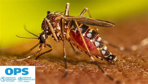 RD entre países con incidencia más alta en dengue de la región