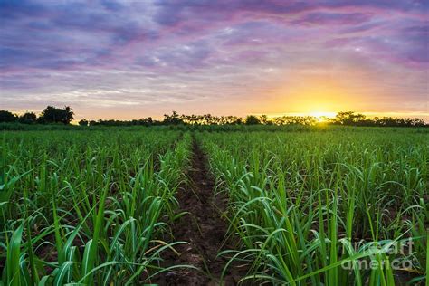 Sugarcane Field At Sunset Image Provided By Shutterstock Rio Grande