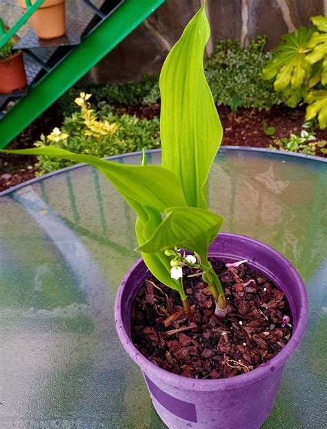 Biosfera Vegetal Lirio De Los Valles O Muguet Convallaria Majalis L