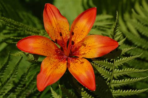 Natur Blume Pflanze Kostenloses Foto Auf Pixabay