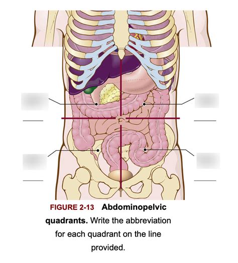 Medical Terminology Chapter Figure Abdominopelvic Quadrants