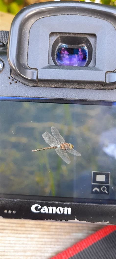 Mark Wallace On Twitter More Migrant Dragonflies On The Stonewall