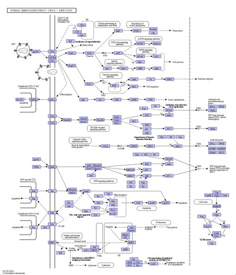 KEGG PATHWAY Human Immunodeficiency Virus 1 Infection