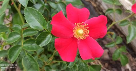 Ranczo Elma Róża Rosa Alexander von Humboldt