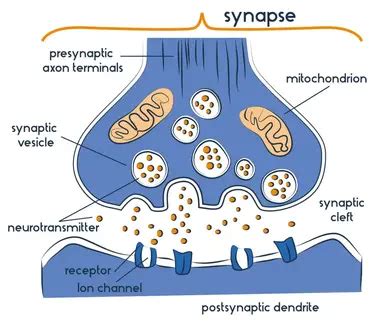 De Functie Van GABAerge Synapsen Cognitive Neuroscience