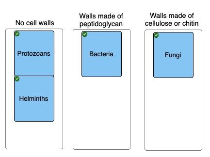 Microbiology Chapter 4 Homework Flashcards Quizlet