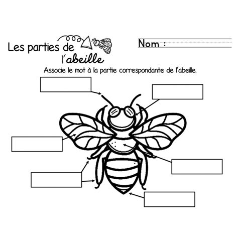 Cycle De Vie L Abeille
