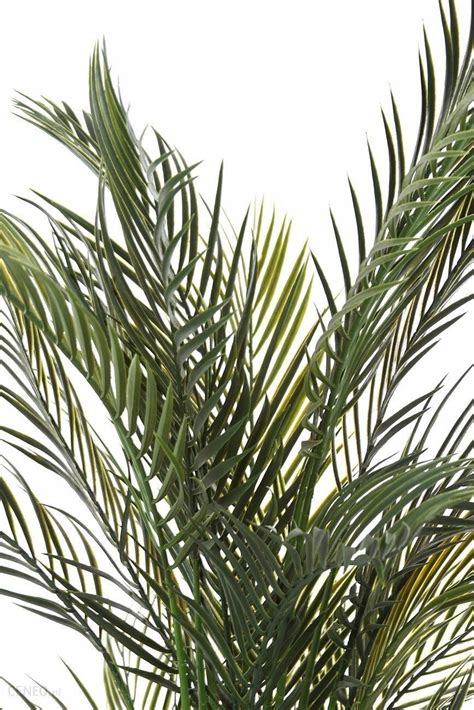 Sztuczna Wysoka Palma Areca 160 Cm Palmy Areka Opinie I Atrakcyjne