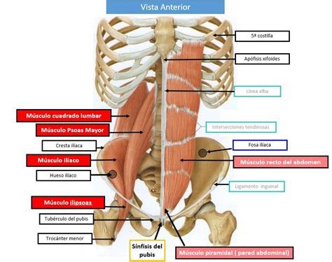 MÚSCULOS DE LA PARED POSTEROSUPERIOR DE LA PELVIS Dolopedia
