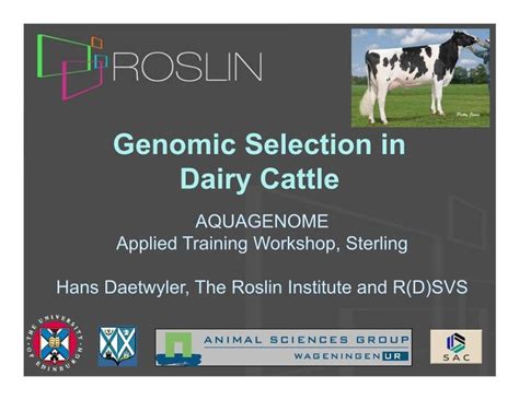 Genomic Selection In Dairy Cattle Dairy Cattle Cattle The Selection