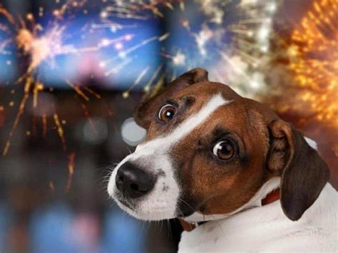 Diciembre época en que hay más perros y gatos extraviados por uso de
