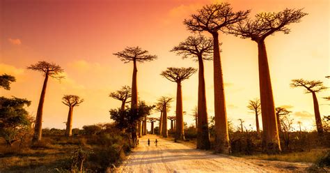 Madagascar Cosa Vedere E Fare Sull Isola Info Su Clima Voli E Hotel