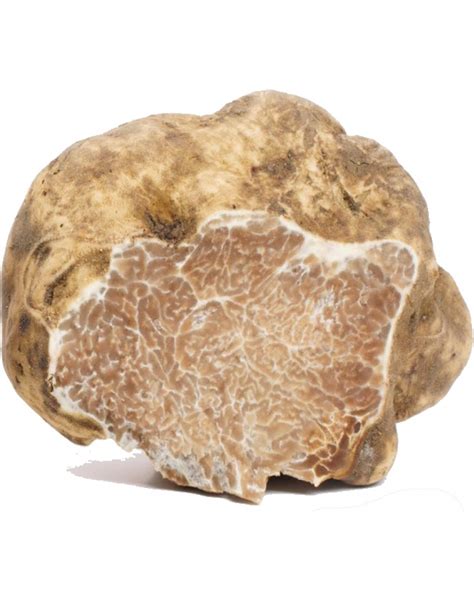Truffe Blanche Fraîche Tuber Magnatum Grande Taille