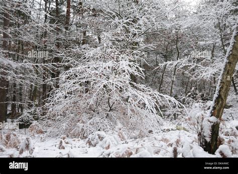 The Snowy Forest Stock Photo Alamy