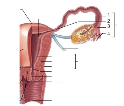 Chapter Female Reproductive System Flashcards Quizlet