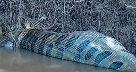 De barriga cheia sucuri de pelo menos 6 metros é flagrada descansando