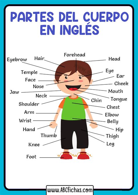 Vocabulario Partes Del Cuerpo Ingles ABC Fichas