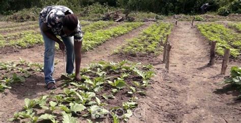 Côte d Ivoire Agriculture une dotation de 131 5 milliards de FCFA
