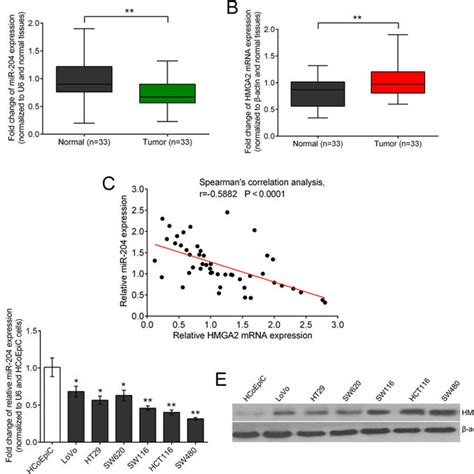 MiR 204 Is Downregulated In Both Primary CRC Tissues And CRC Cell