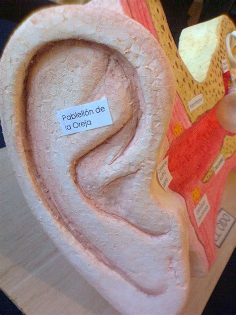 Democracia Brillar Picasso Maqueta Del Oido Con Plastilina Facil