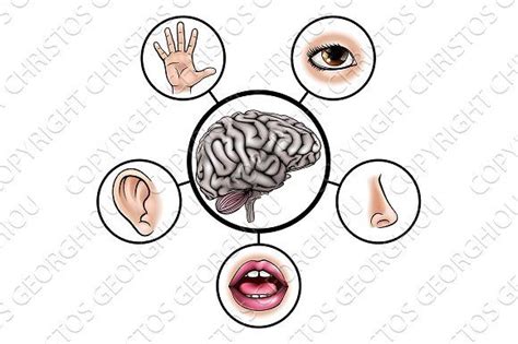 Five Senses Brain Graphics A Science Education Illustration Of Icons