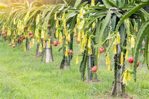 C Mo Cultivar Pitaya Tips Frutamare
