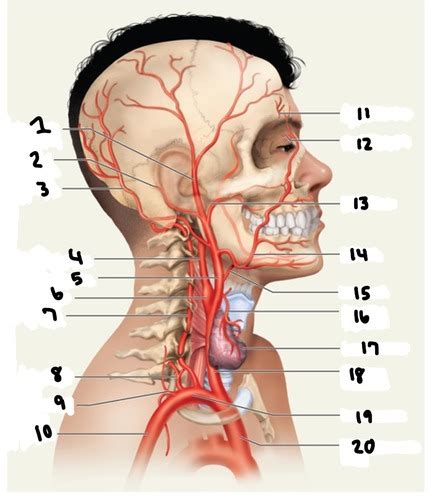 Arteries Of The Head And Neck Flashcards Quizlet
