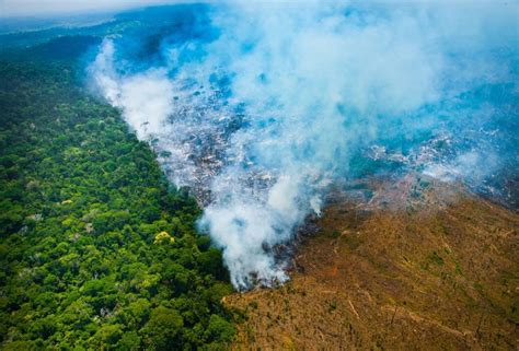 Desmatamento na Amazônia entenda as principais causas e consequências
