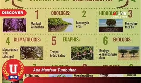 Ketahui Manfaat Tumbuhan Yang Wajib Kamu Intip