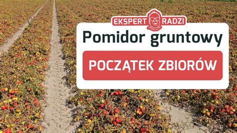 Początek zbiorów pomidora gruntowego Piotr Borczyński YouTube